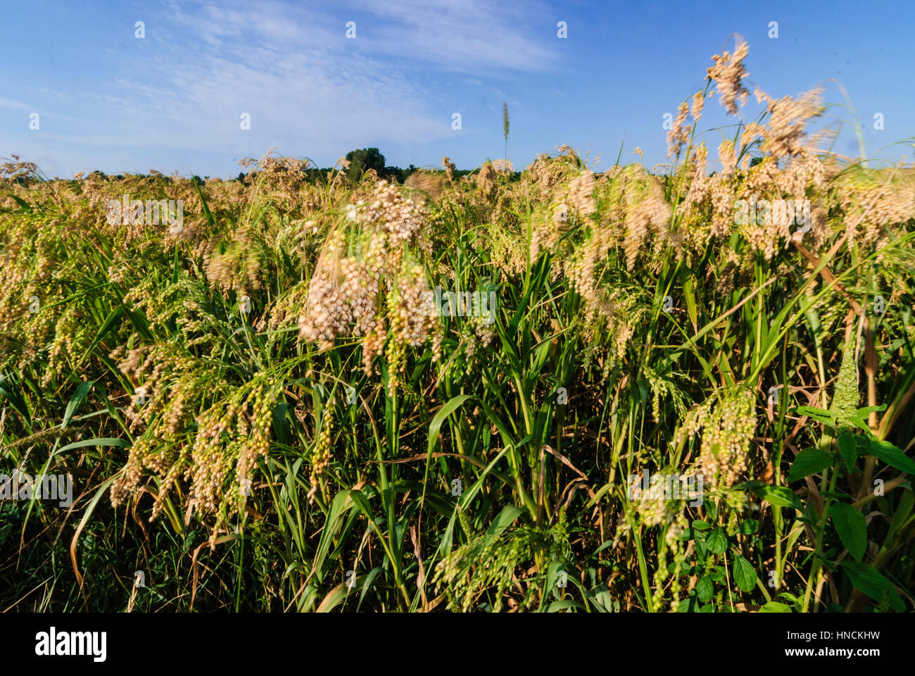 Oat field hi-res stock photography and images - Alamy