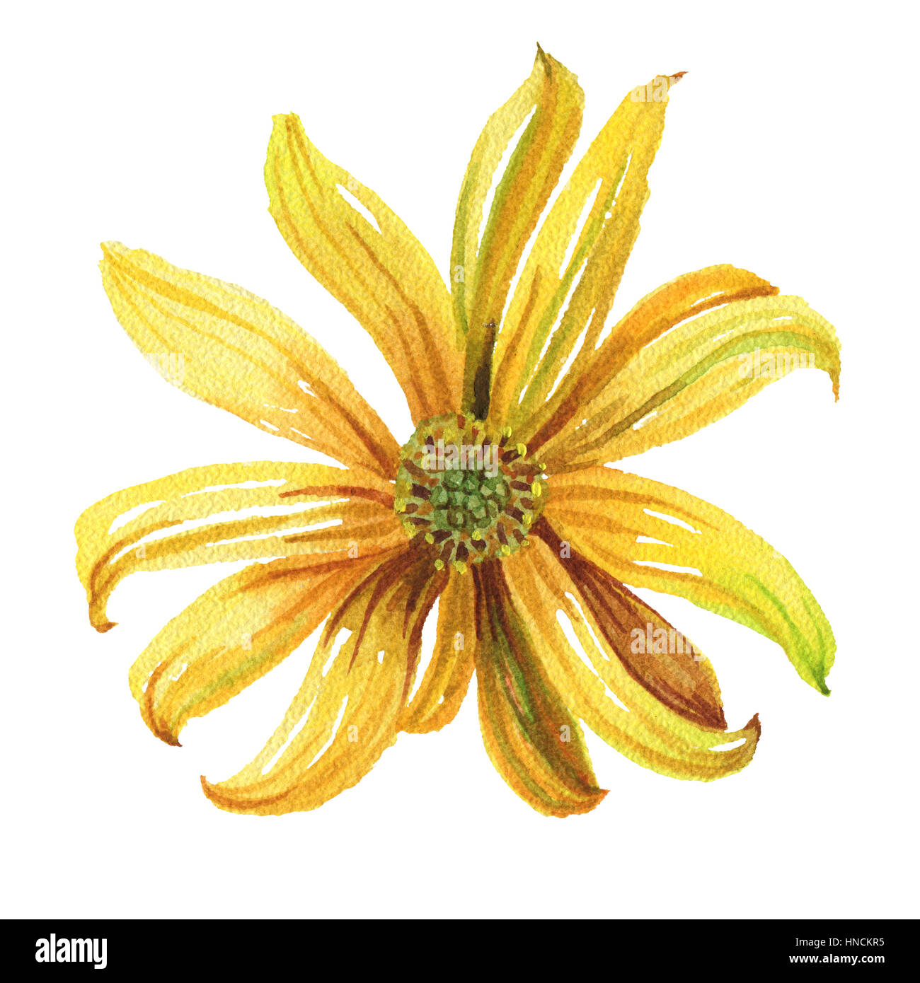 Artistic daisy flower Cut Out Stock Images & Pictures - Alamy