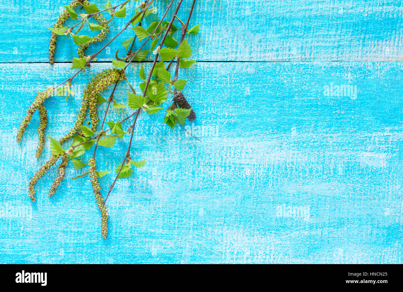 Flowering birch tree branches on a blue wooden background, with space ...