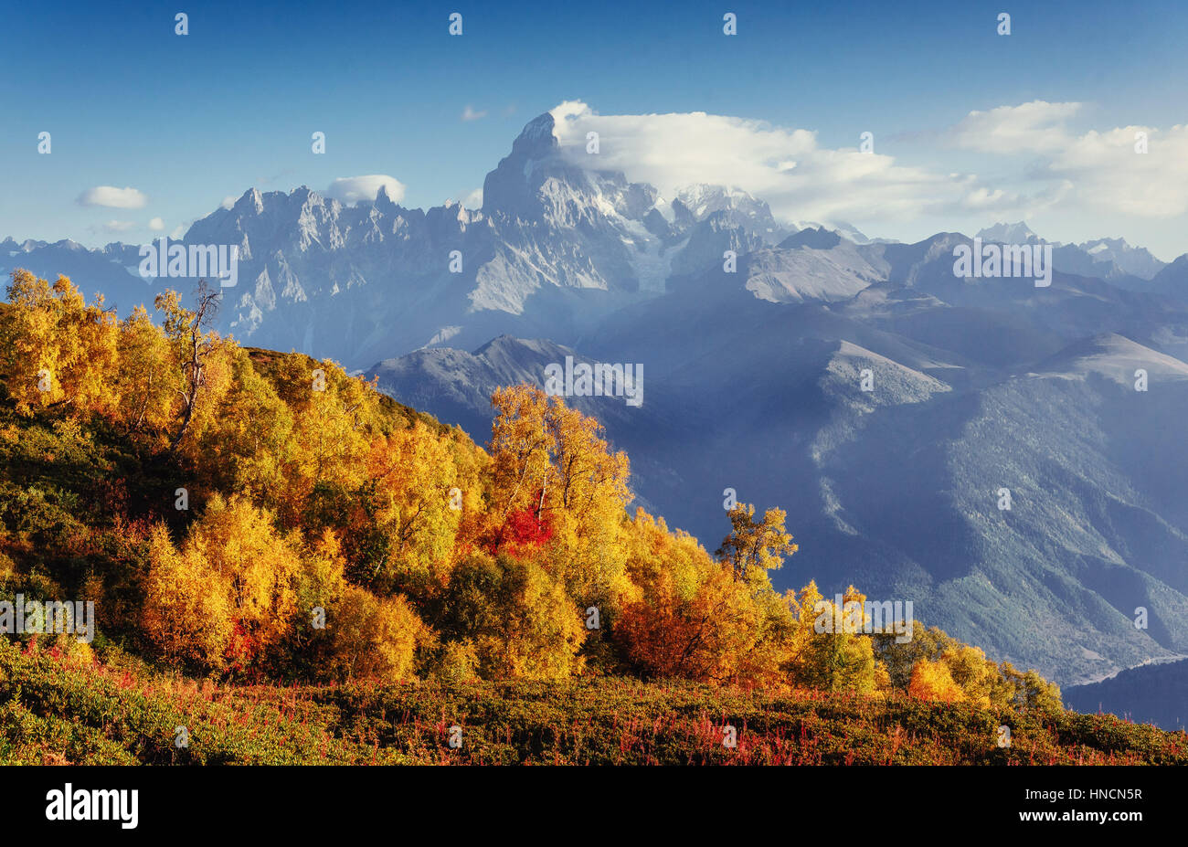 Blooming rhododendron flowers in Caucasus mountains. Upper Svane Stock ...