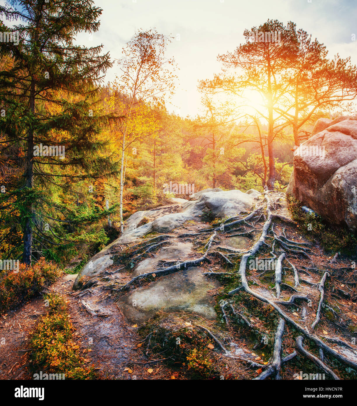 Large stone in the forest Stock Photo - Alamy