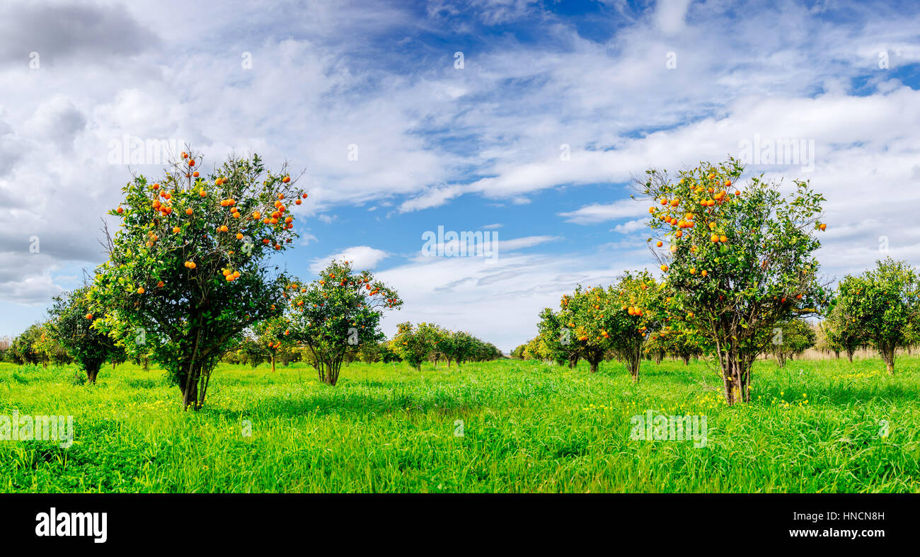orange trees plantations Stock Photo - Alamy