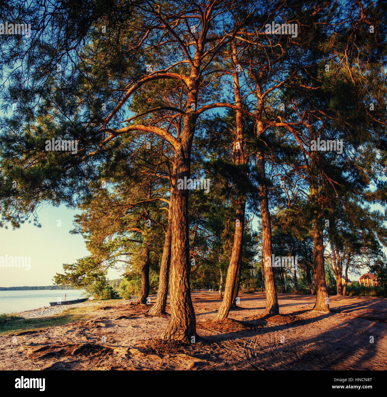 Evergreen tree cutout hi-res stock photography and images - Alamy