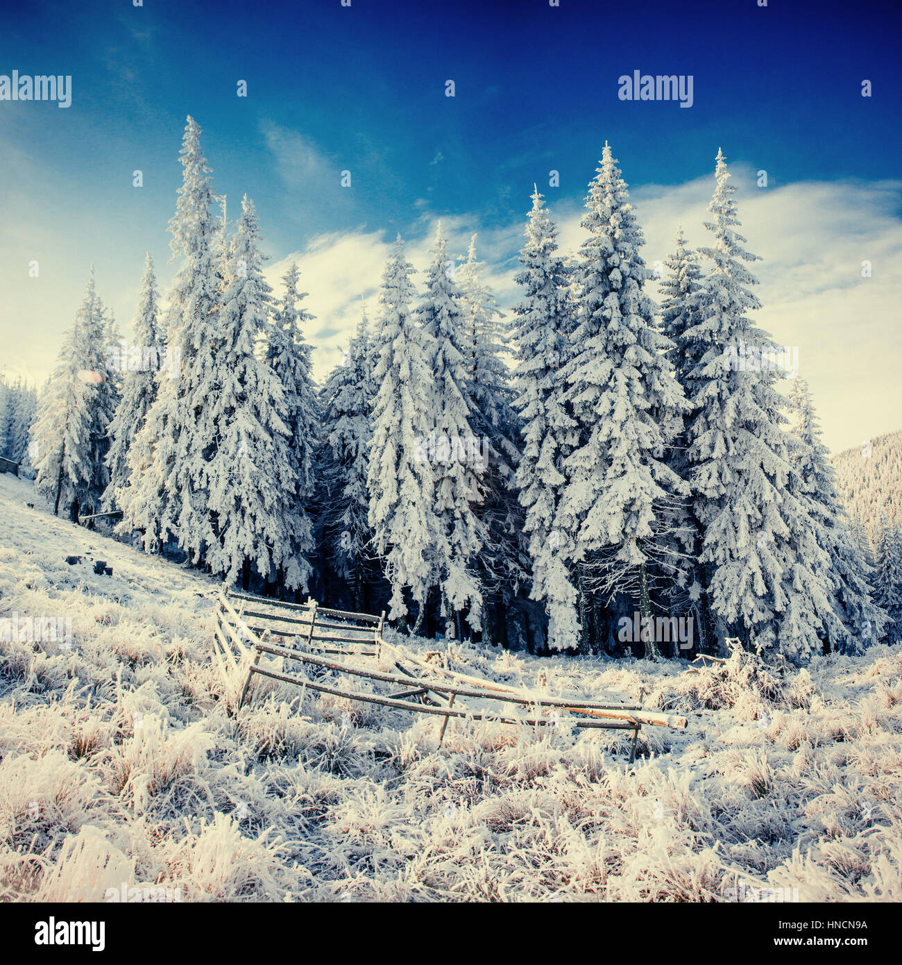 winter landscape trees in frost Stock Photo - Alamy