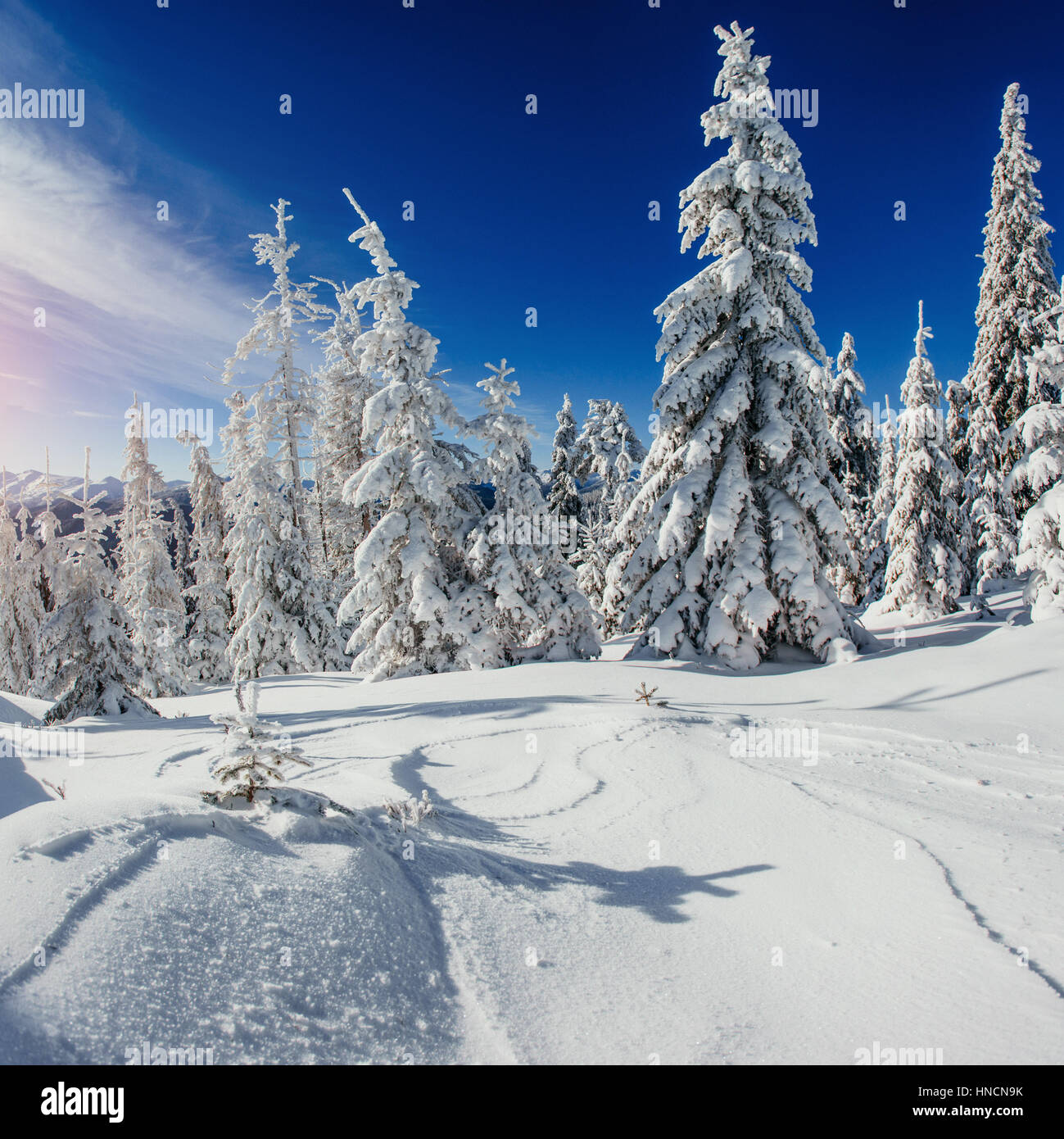 winter landscape trees snowbound Stock Photo - Alamy