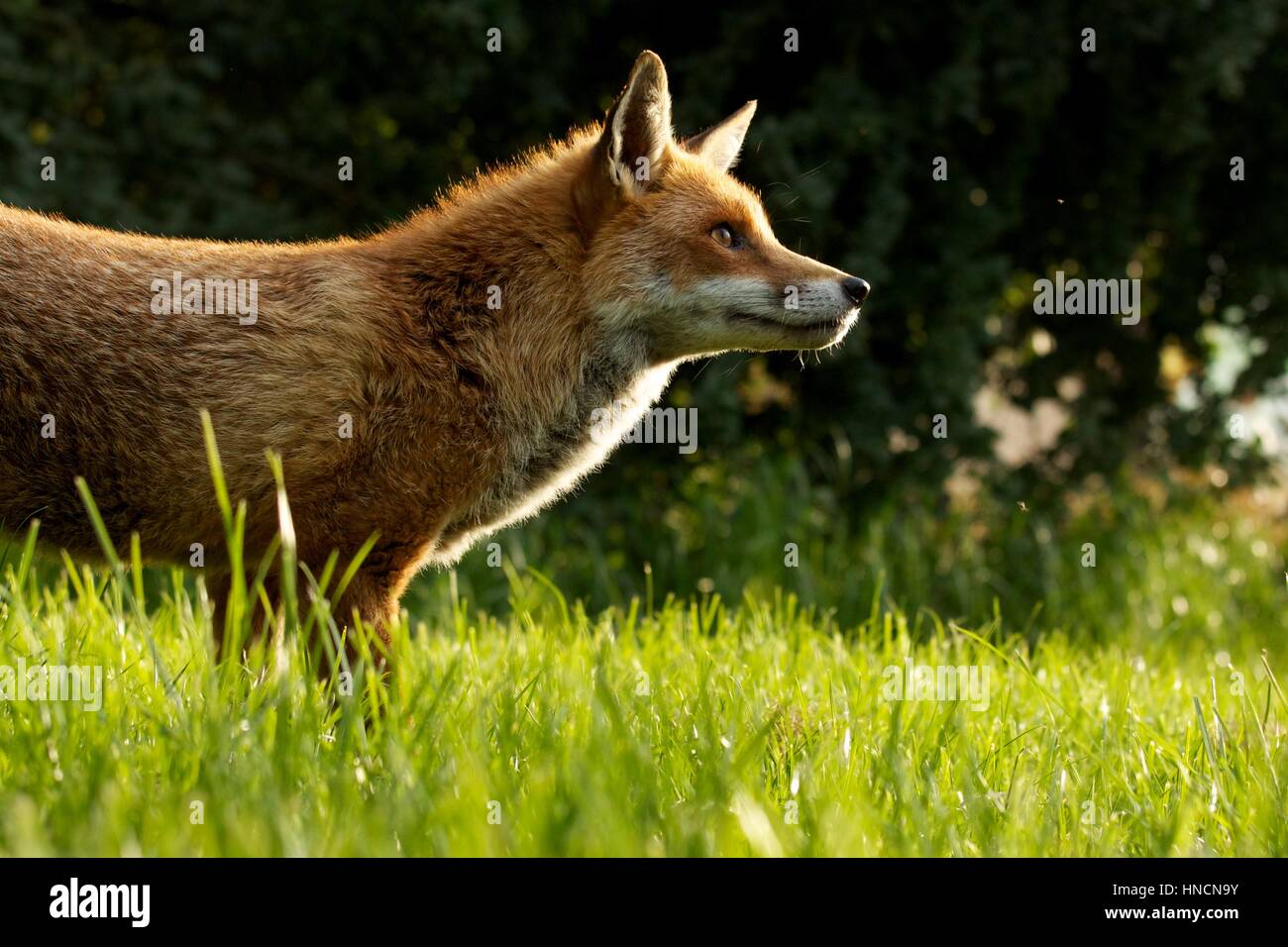 Fox sunshine hi-res stock photography and images - Alamy