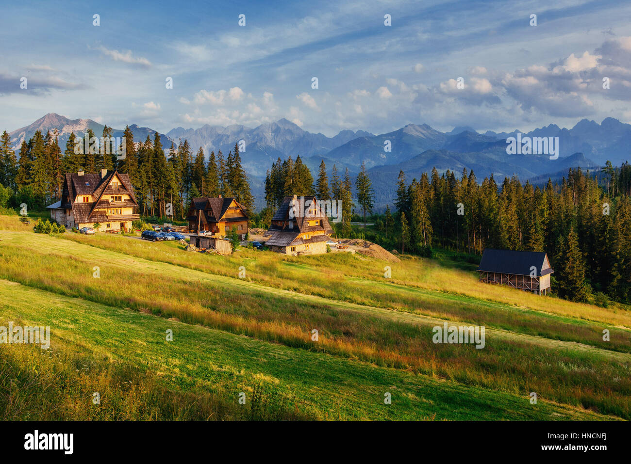 Polish tree hi-res stock photography and images - Alamy