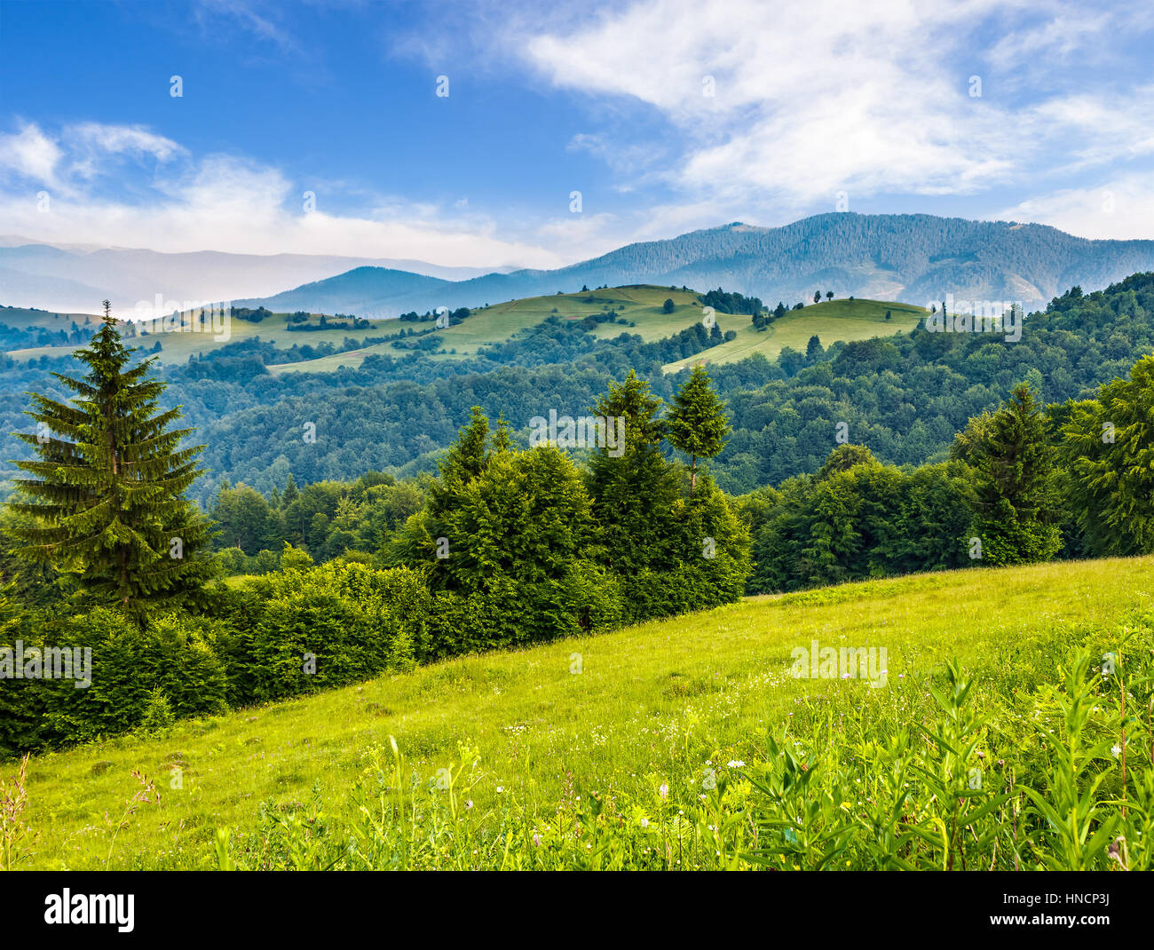 Evergreen tree on hillside in hi-res stock photography and images - Alamy