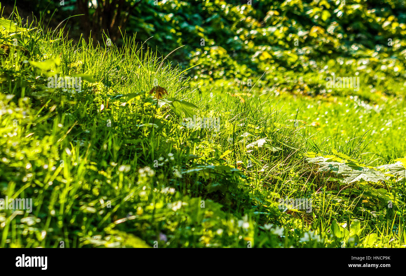 Close up forest grass hi-res stock photography and images - Alamy