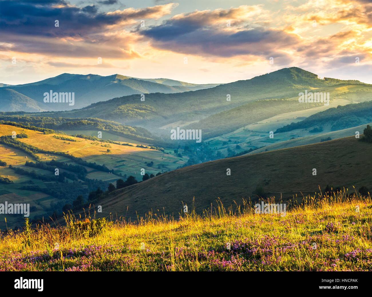 purple savory flowers among the grass on the hillside in mountains ...