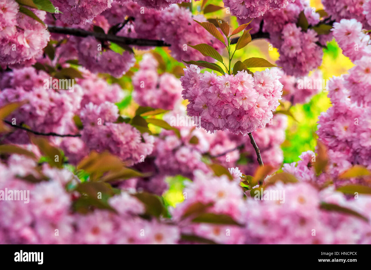 Blossomed tree branches hi-res stock photography and images - Alamy