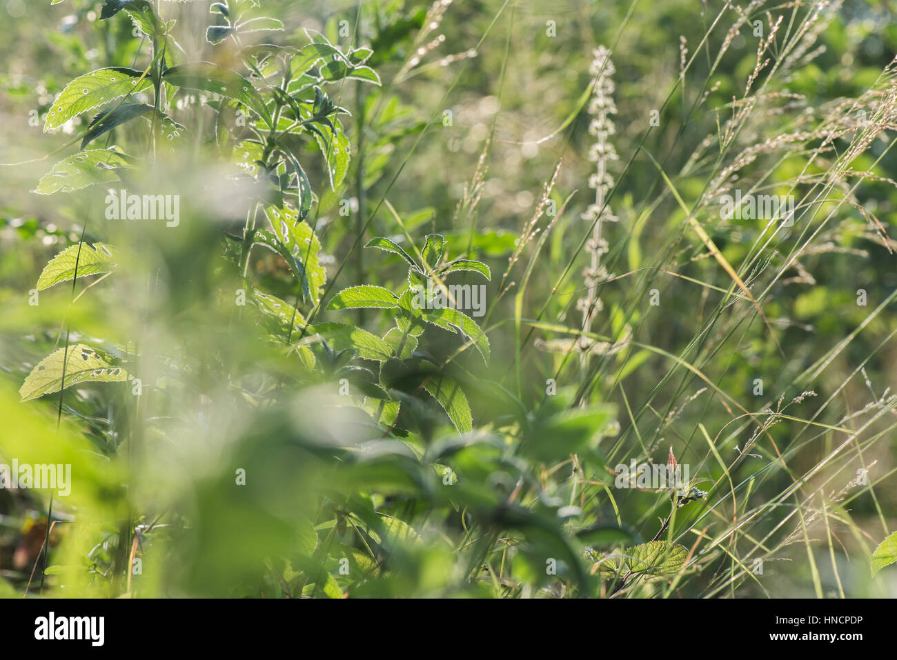 Early summer lea in poland with wild plants, herbs and weeds Stock ...