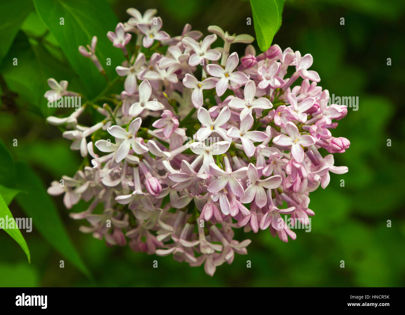Beautiful Lilac flowers Stock Photo - Alamy