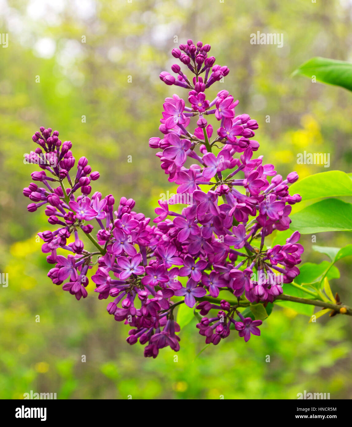 Macro image lilac flowers hi-res stock photography and images - Alamy