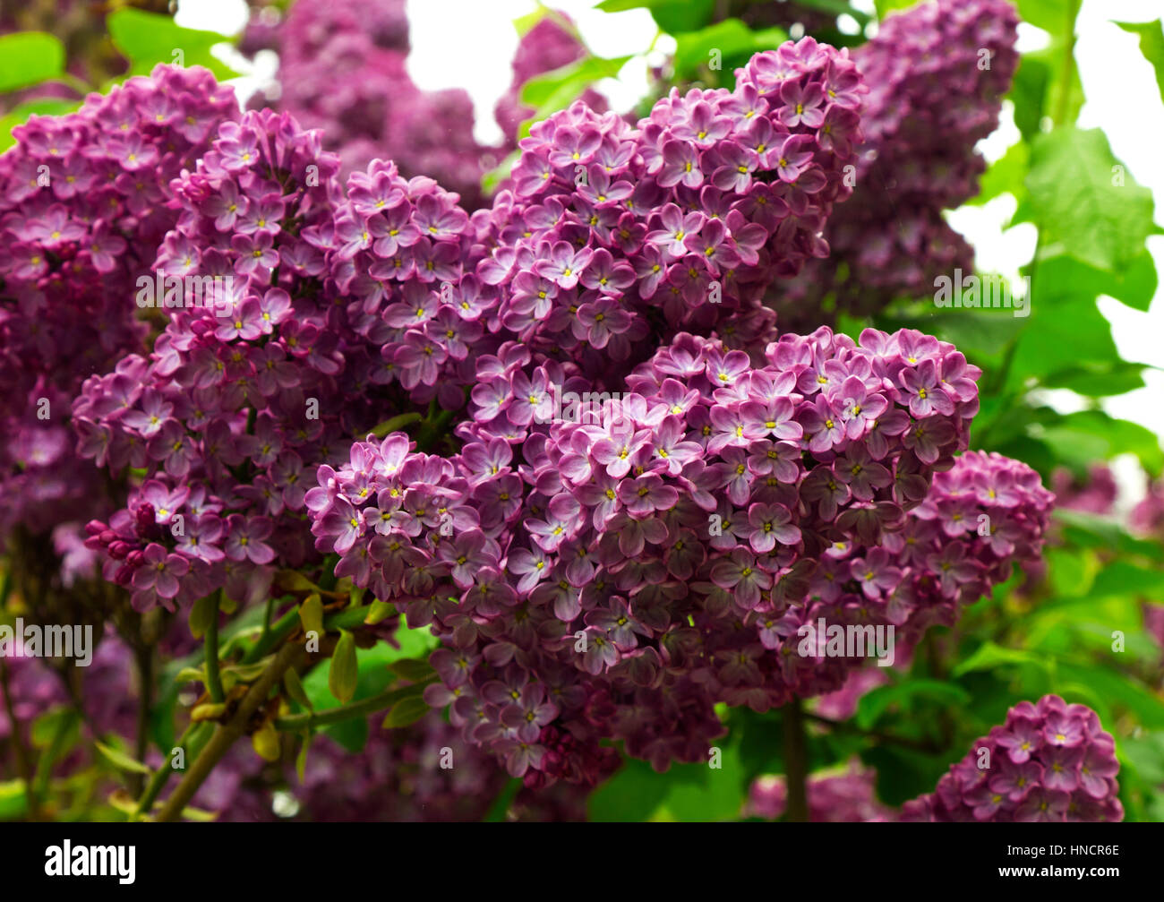 Beautiful Lilac flowers Stock Photo - Alamy