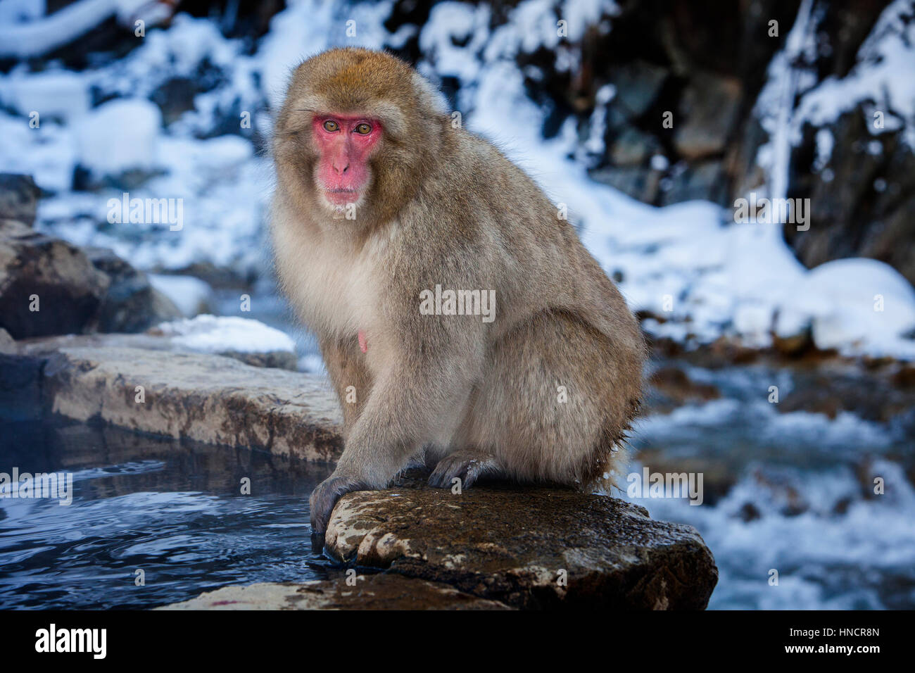Monkey in a natural onsen (hot spring), located in Jigokudani Monkey ...