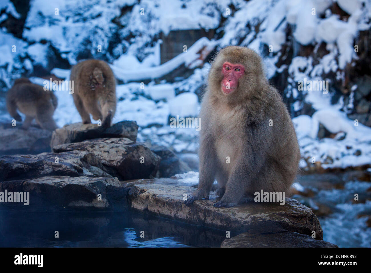 Monkeys in a natural onsen (hot spring), located in Jigokudani Monkey ...
