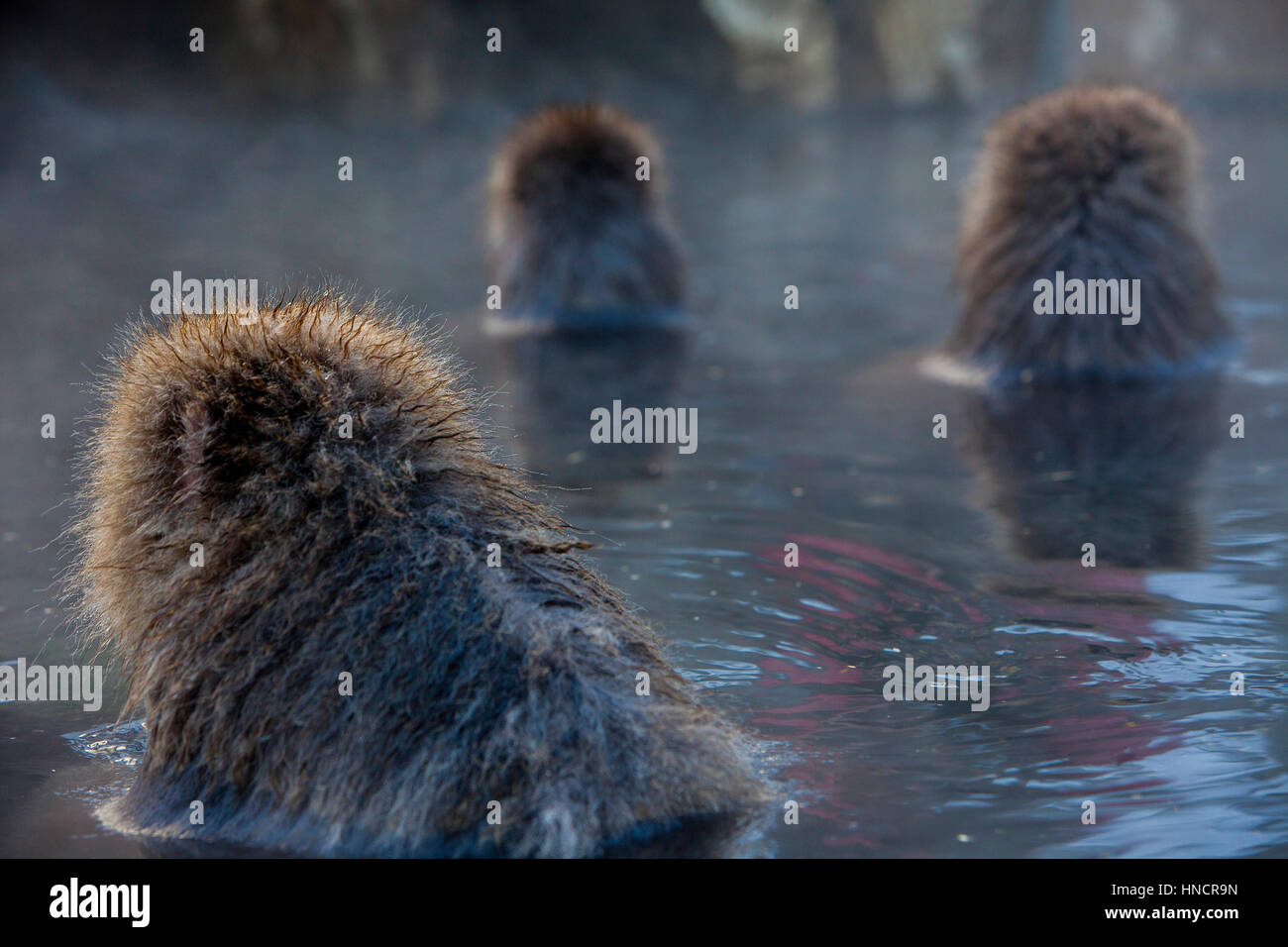 Monkeys in a natural onsen (hot spring), located in Jigokudani Monkey ...