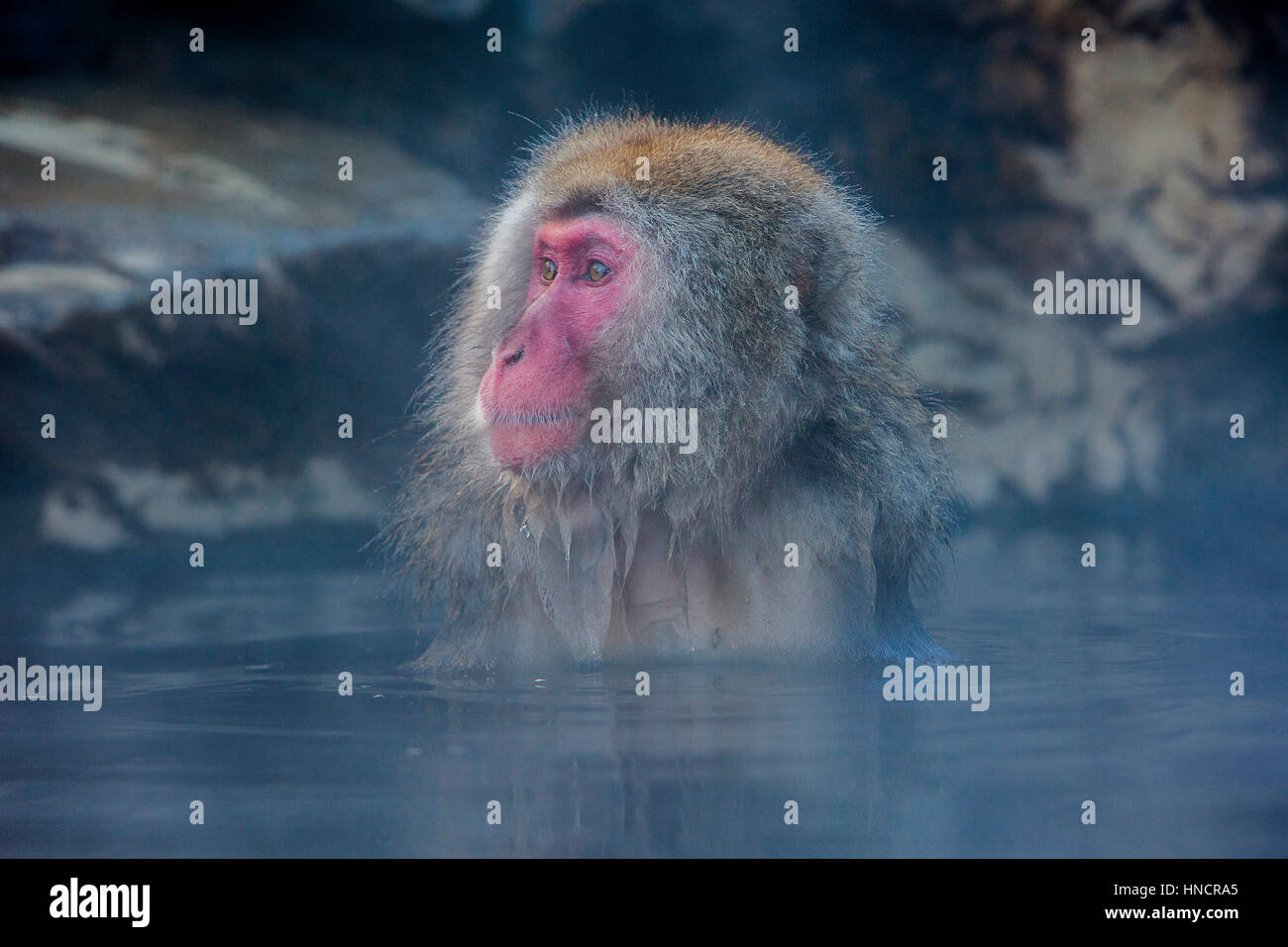 Monkey in a natural onsen (hot spring), located in Jigokudani Monkey ...