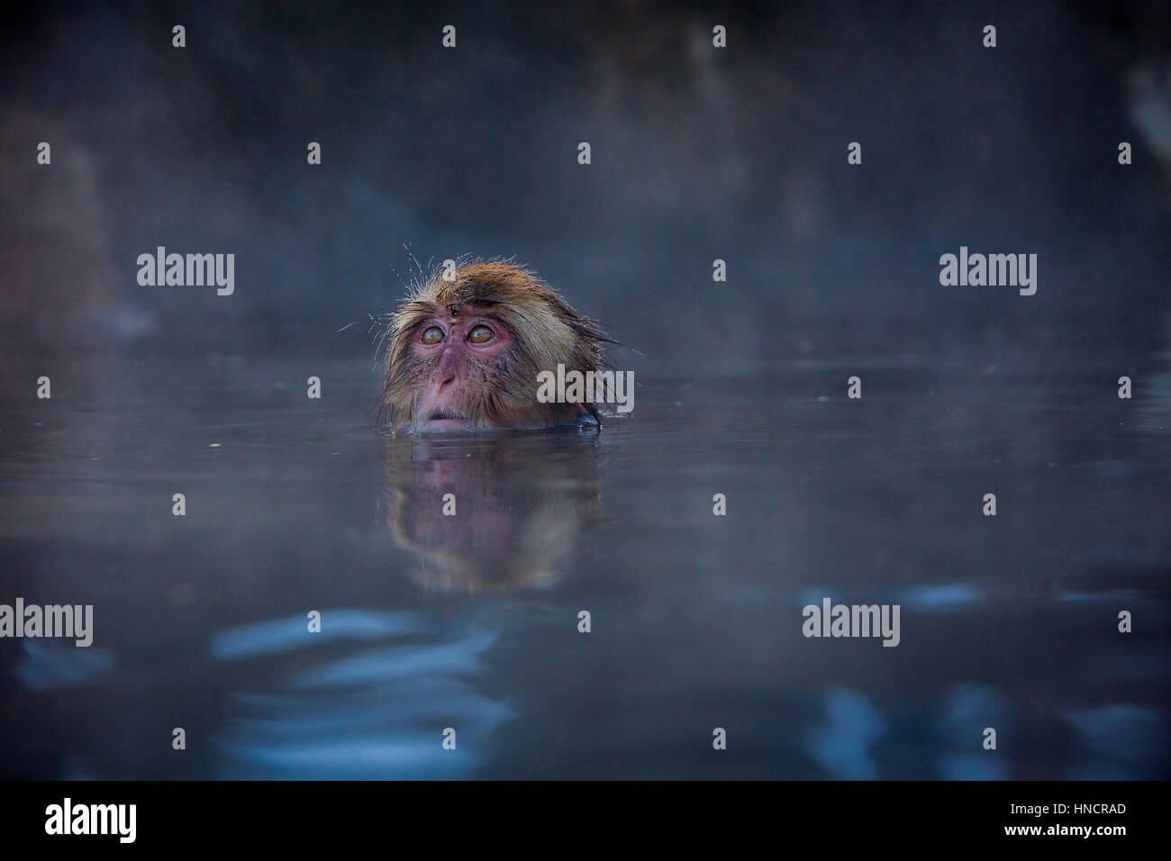 Monkey in a natural onsen (hot spring), located in Jigokudani Monkey ...