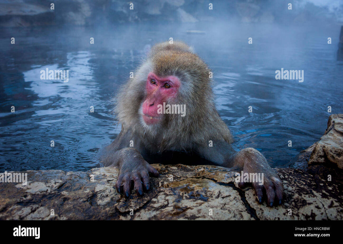 Monkey in a natural onsen (hot spring), located in Jigokudani Monkey ...