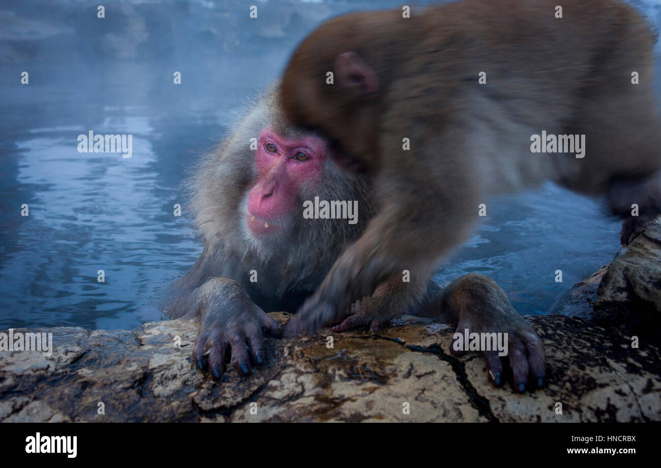 Monkeys in a natural onsen (hot spring), located in Jigokudani Monkey ...