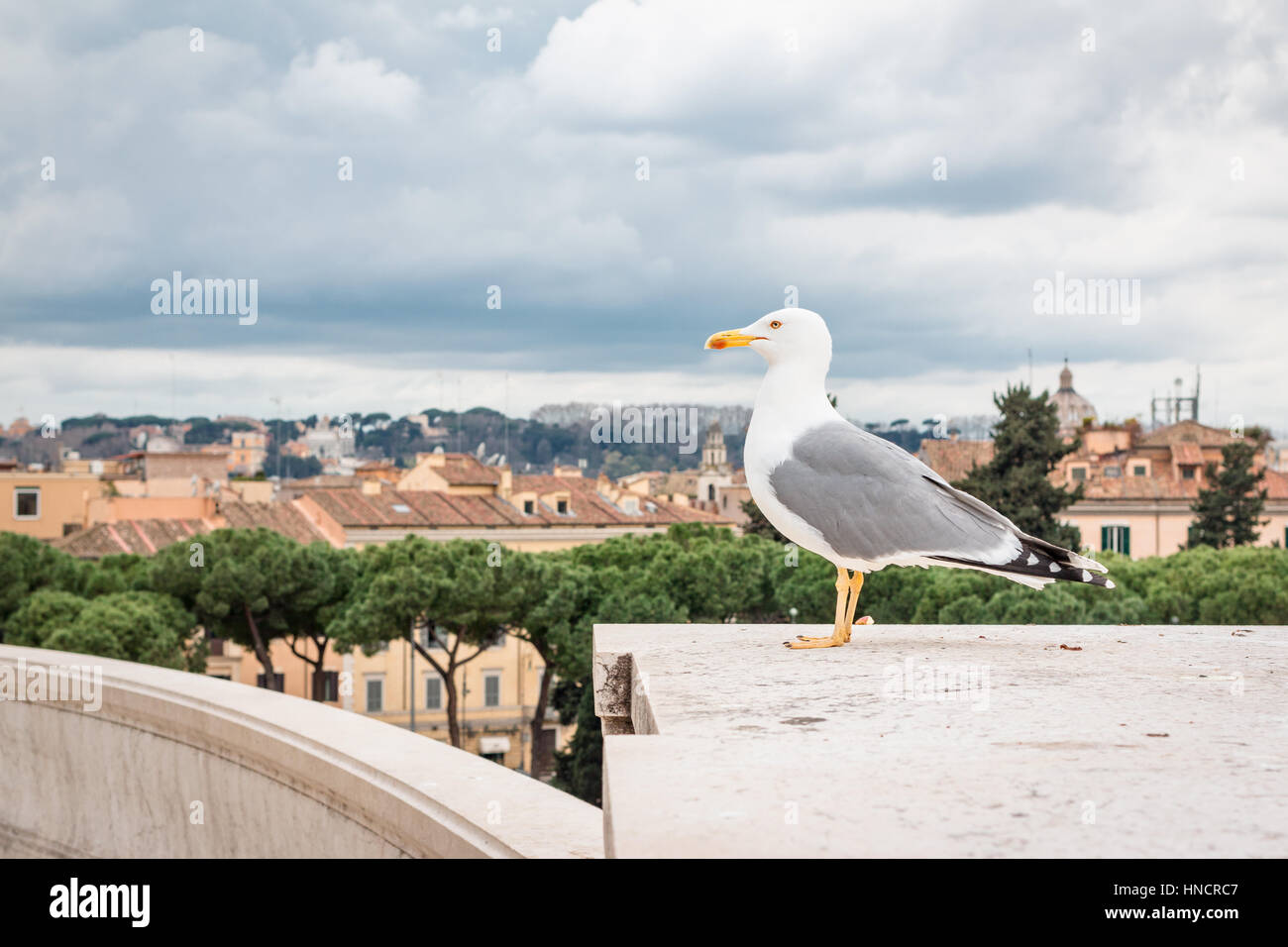 seagull on roman monument Stock Photo - Alamy