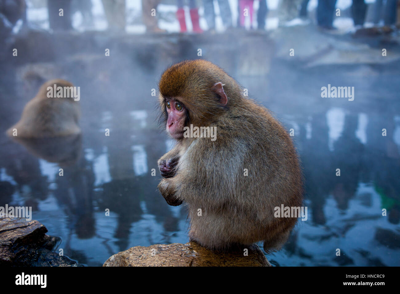 Monkeys in a natural onsen (hot spring), located in Jigokudani Monkey ...