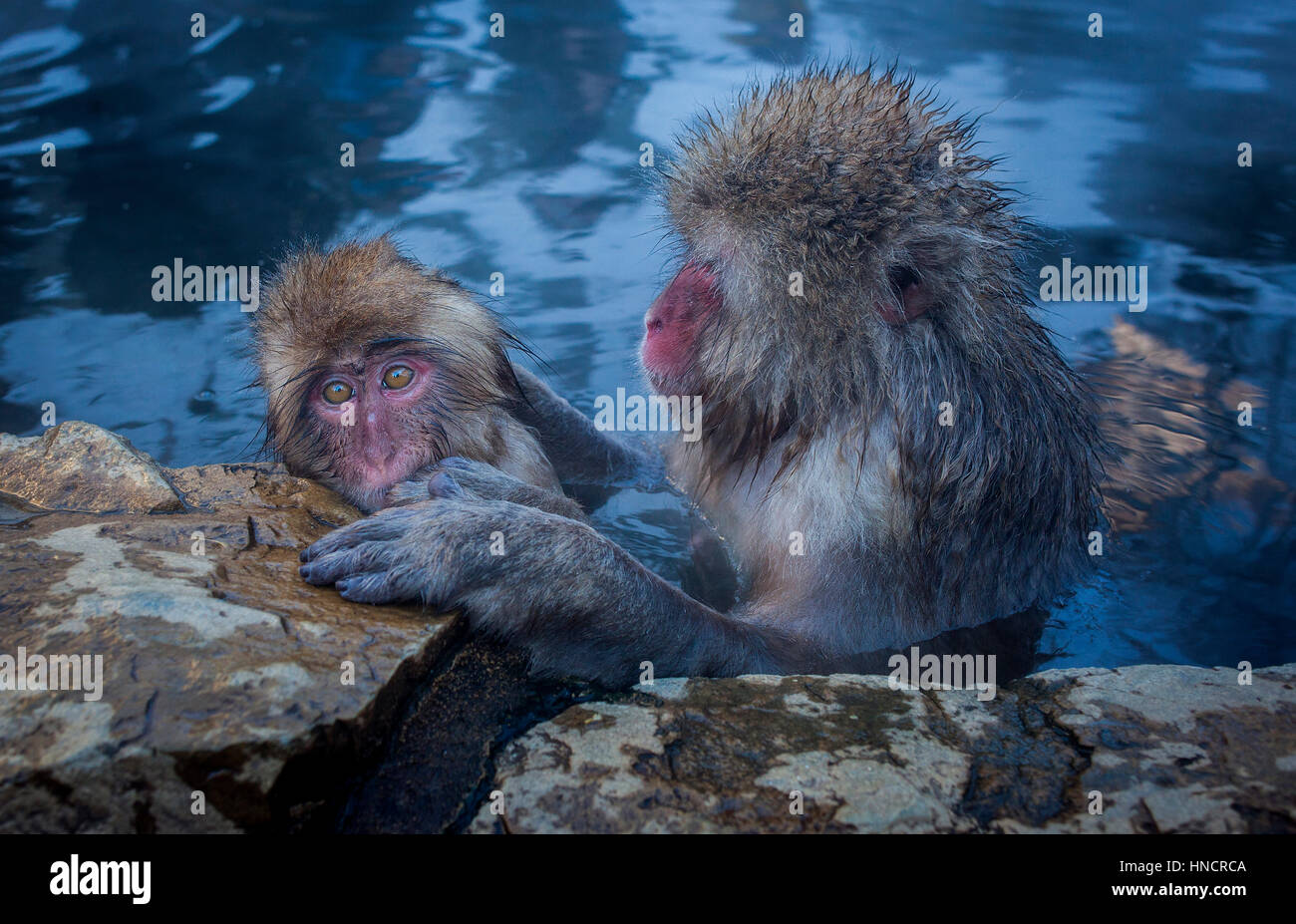 Monkeys in a natural onsen (hot spring), located in Jigokudani Monkey ...