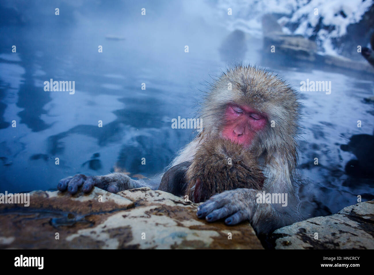 Monkeys in a natural onsen (hot spring), located in Jigokudani Monkey ...