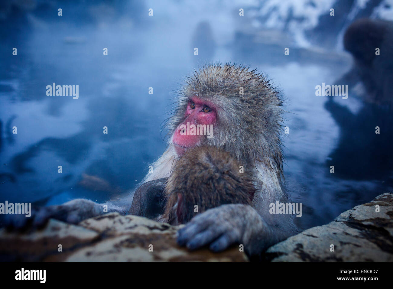 Monkeys in a natural onsen (hot spring), located in Jigokudani Monkey ...