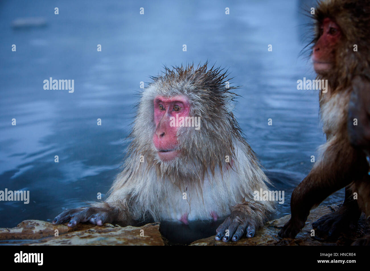 Open air jacuzzi hi-res stock photography and images - Alamy