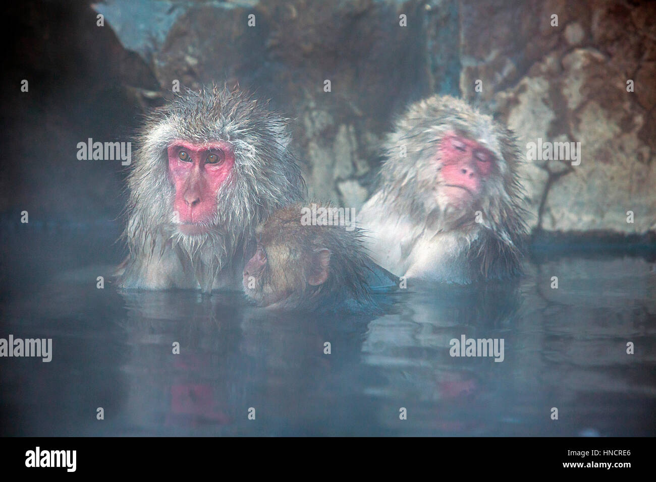 Monkeys in a natural onsen (hot spring), located in Jigokudani Monkey ...
