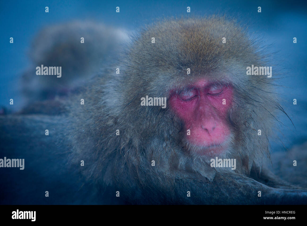 Monkeys in a natural onsen (hot spring), located in Jigokudani Monkey ...