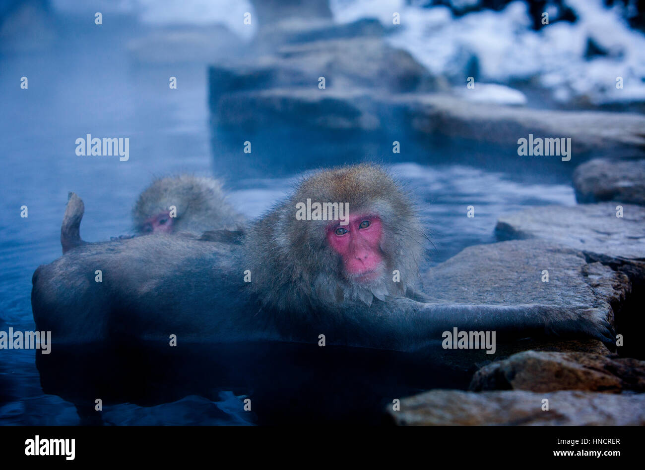 Monkeys in a natural onsen (hot spring), located in Jigokudani Monkey ...