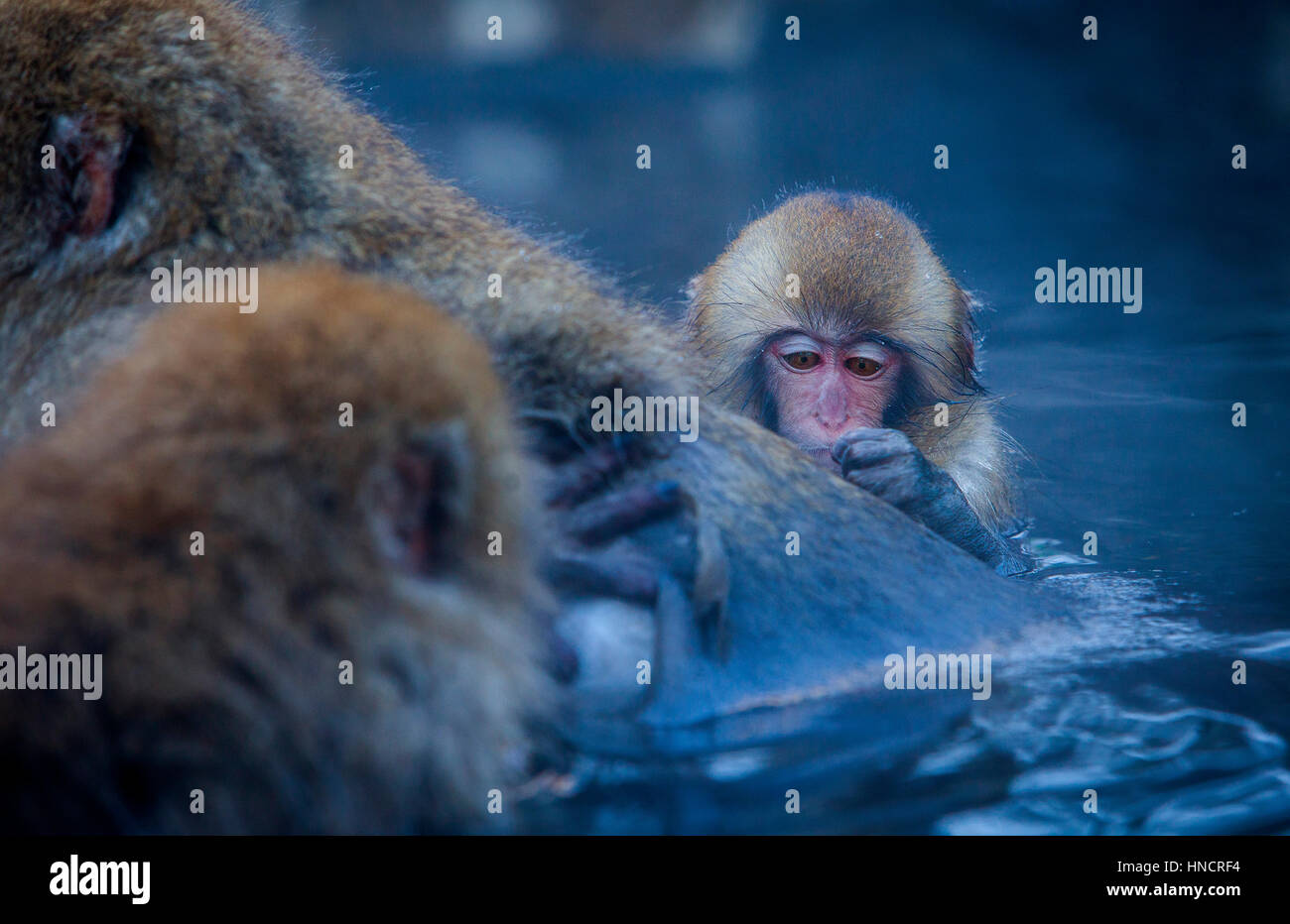 Monkeys in a natural onsen (hot spring), located in Jigokudani Monkey ...