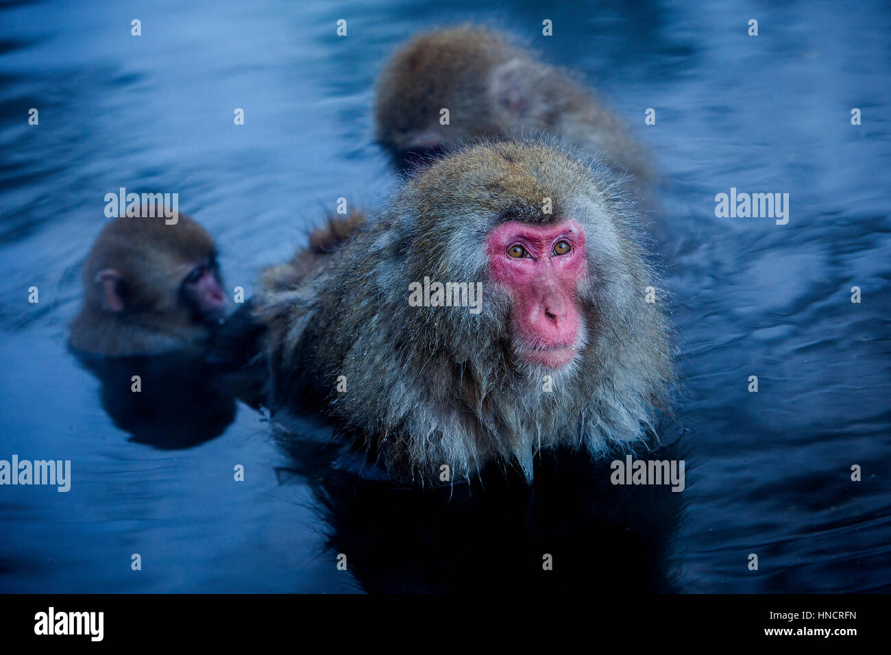Jigokudani nature reserve hi-res stock photography and images - Alamy