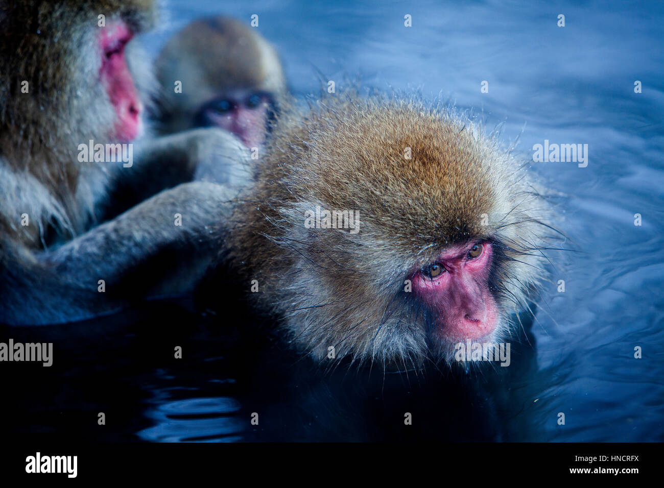 Monkeys in a natural onsen (hot spring), located in Jigokudani Monkey ...