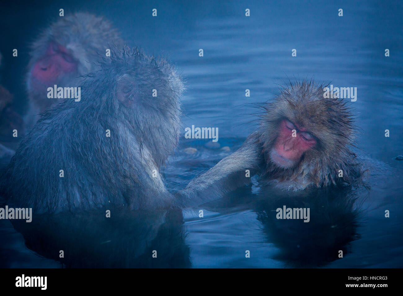 Monkeys in a natural onsen (hot spring), located in Jigokudani Monkey ...