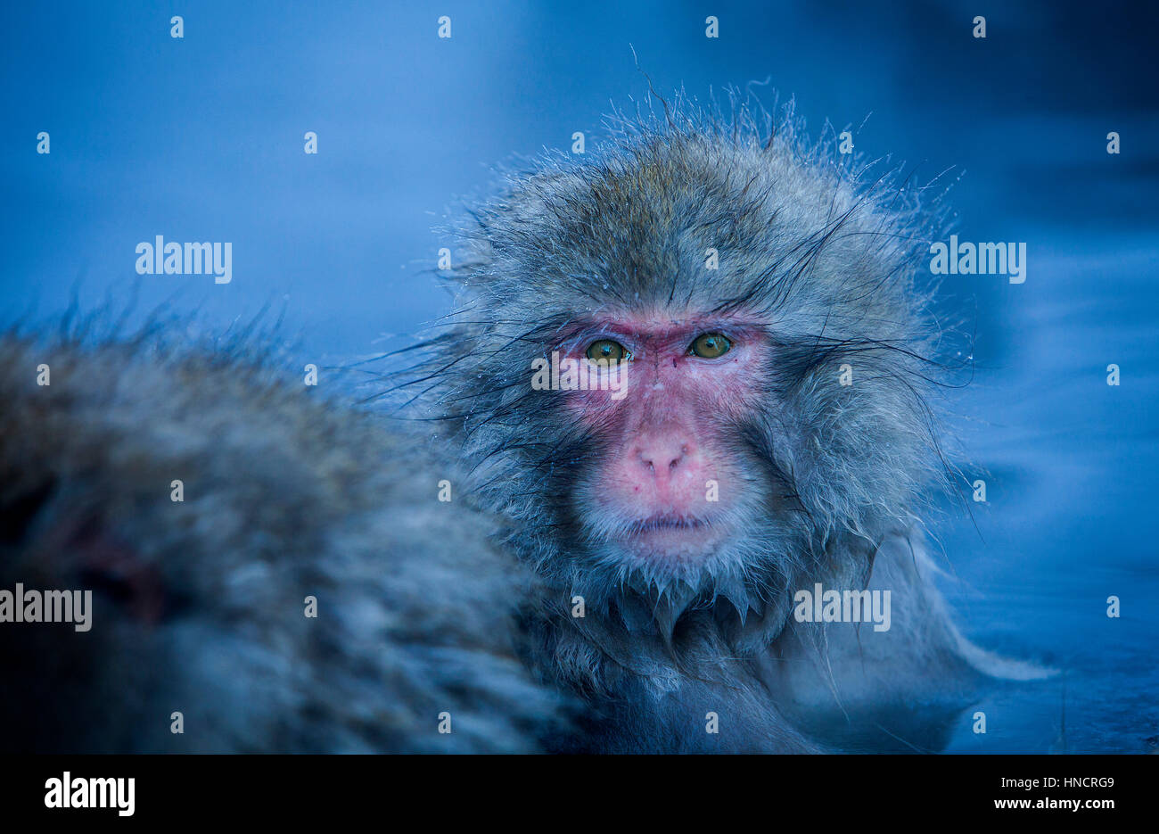 Monkeys in a natural onsen (hot spring), located in Jigokudani Monkey ...