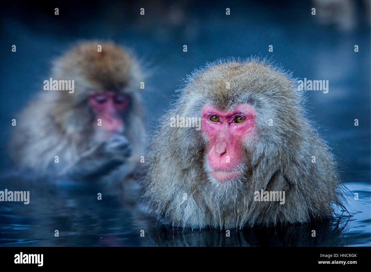 Monkeys in a natural onsen (hot spring), located in Jigokudani Monkey ...