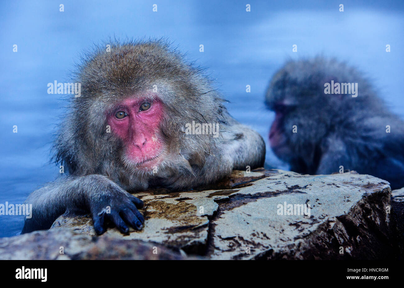 Monkeys in a natural onsen (hot spring), located in Jigokudani Monkey ...
