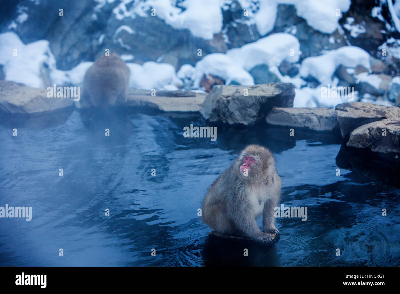Monkeys in a natural onsen (hot spring), located in Jigokudani Monkey ...