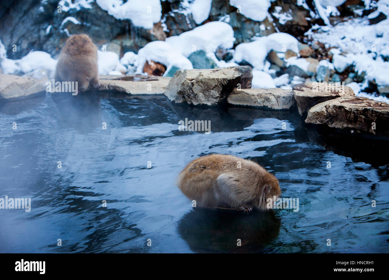 Monkeys in a natural onsen (hot spring), located in Jigokudani Monkey ...
