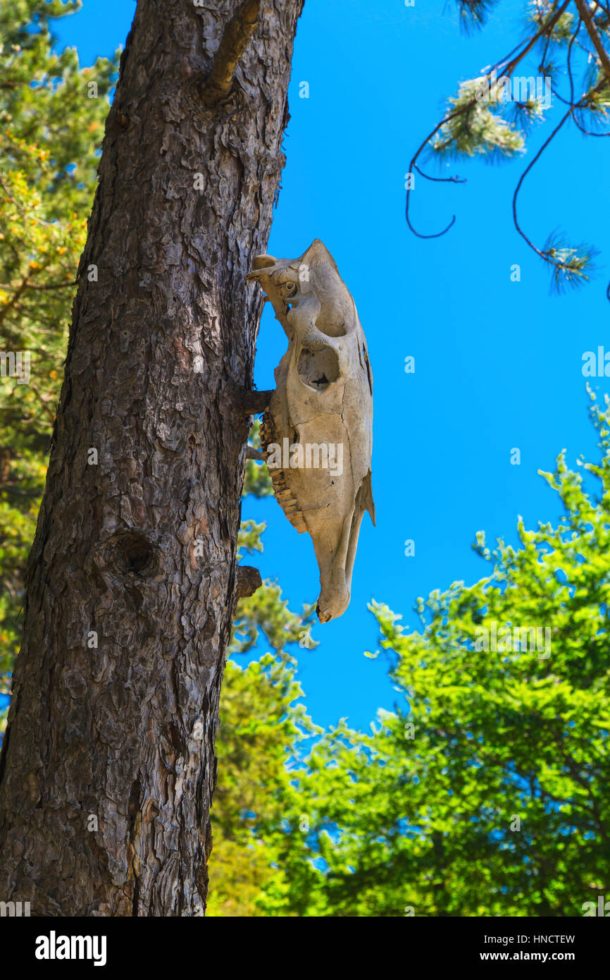 Cow skull on tree in the forest Stock Photo - Alamy