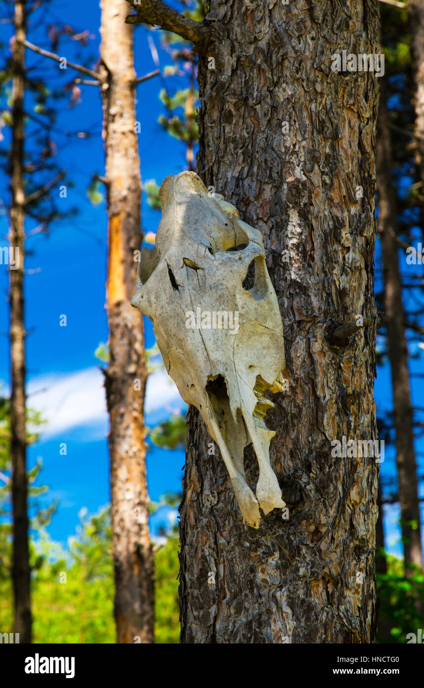 Cow skull on tree in the forest Stock Photo - Alamy