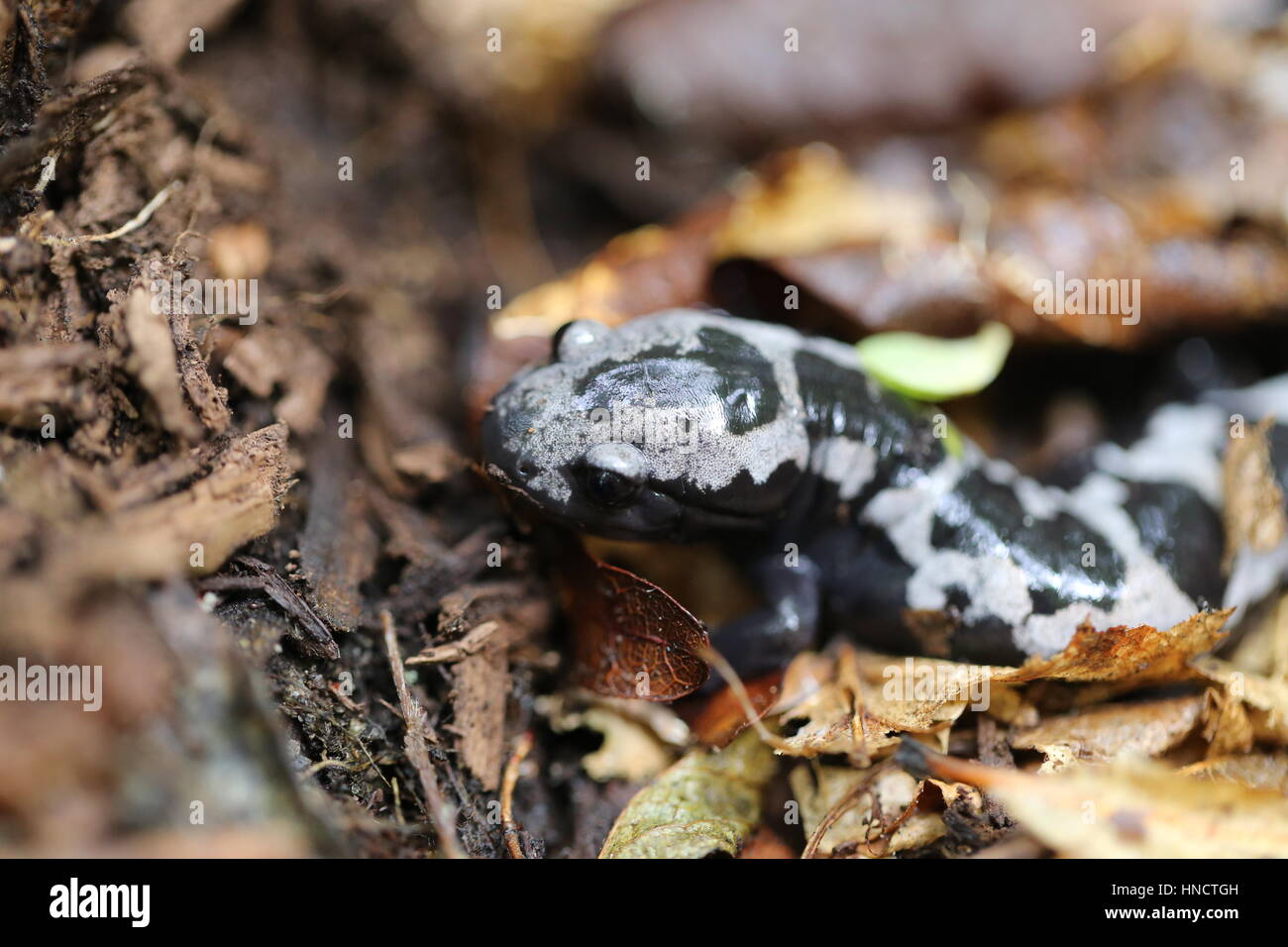 Marbled Salamander [Ambystoma opacum].Pennsylvania,USA Stock Photo - Alamy