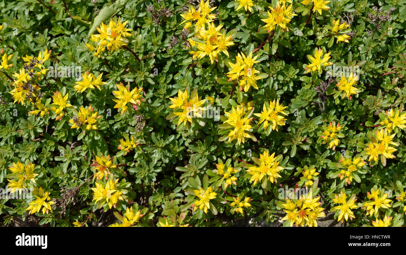 Close-up flowering Sedum acre plant (commonly stonecrop or wall-pepper ...