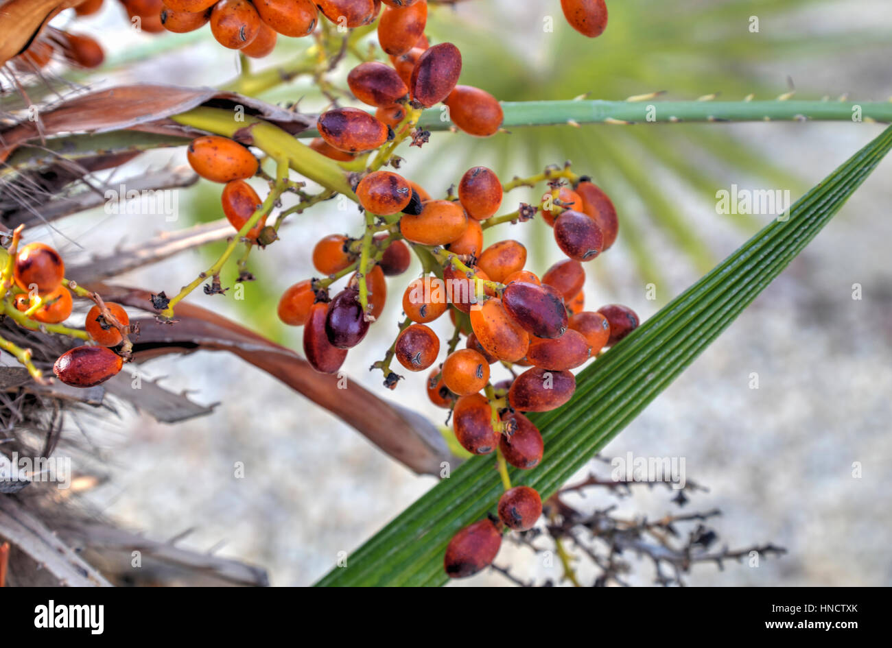 Palm tree with fruits hi-res stock photography and images - Alamy