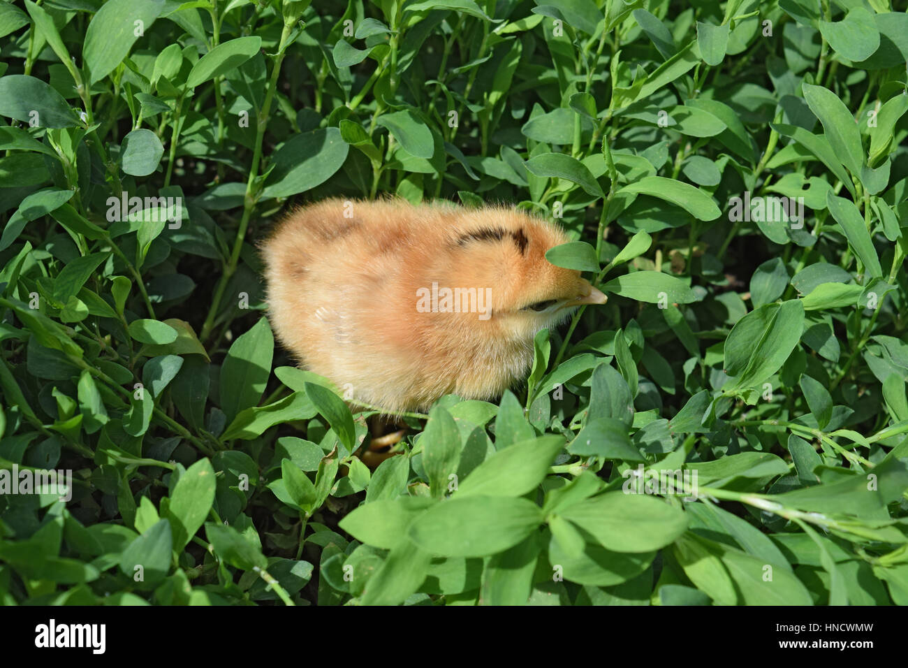 Red daily chicken. The maintenance of poultry in personal subsidiary ...
